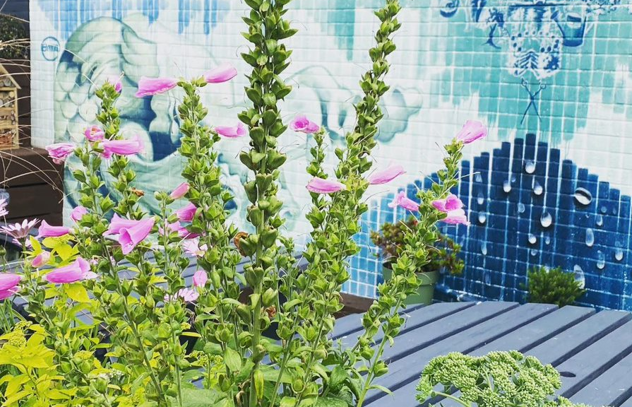 Cottingham Open Gardens are back for 2025