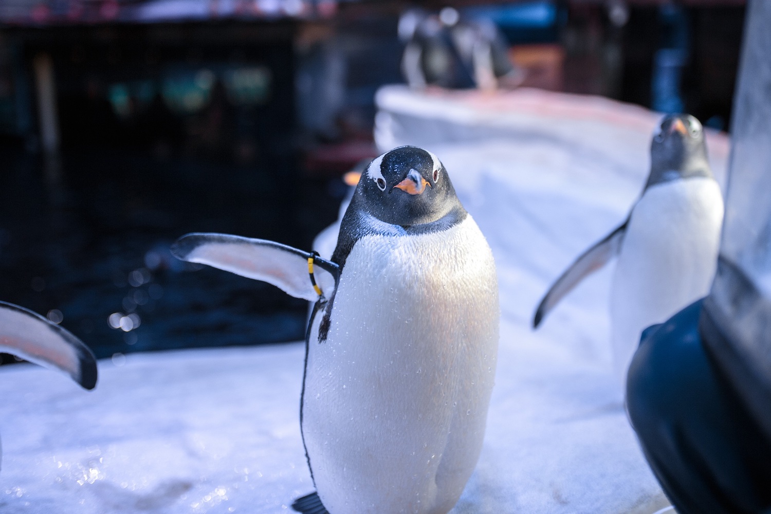 Penguins around the world compete for fame in March of the Penguin ...